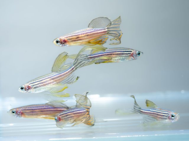 Zebrafish Core Facility