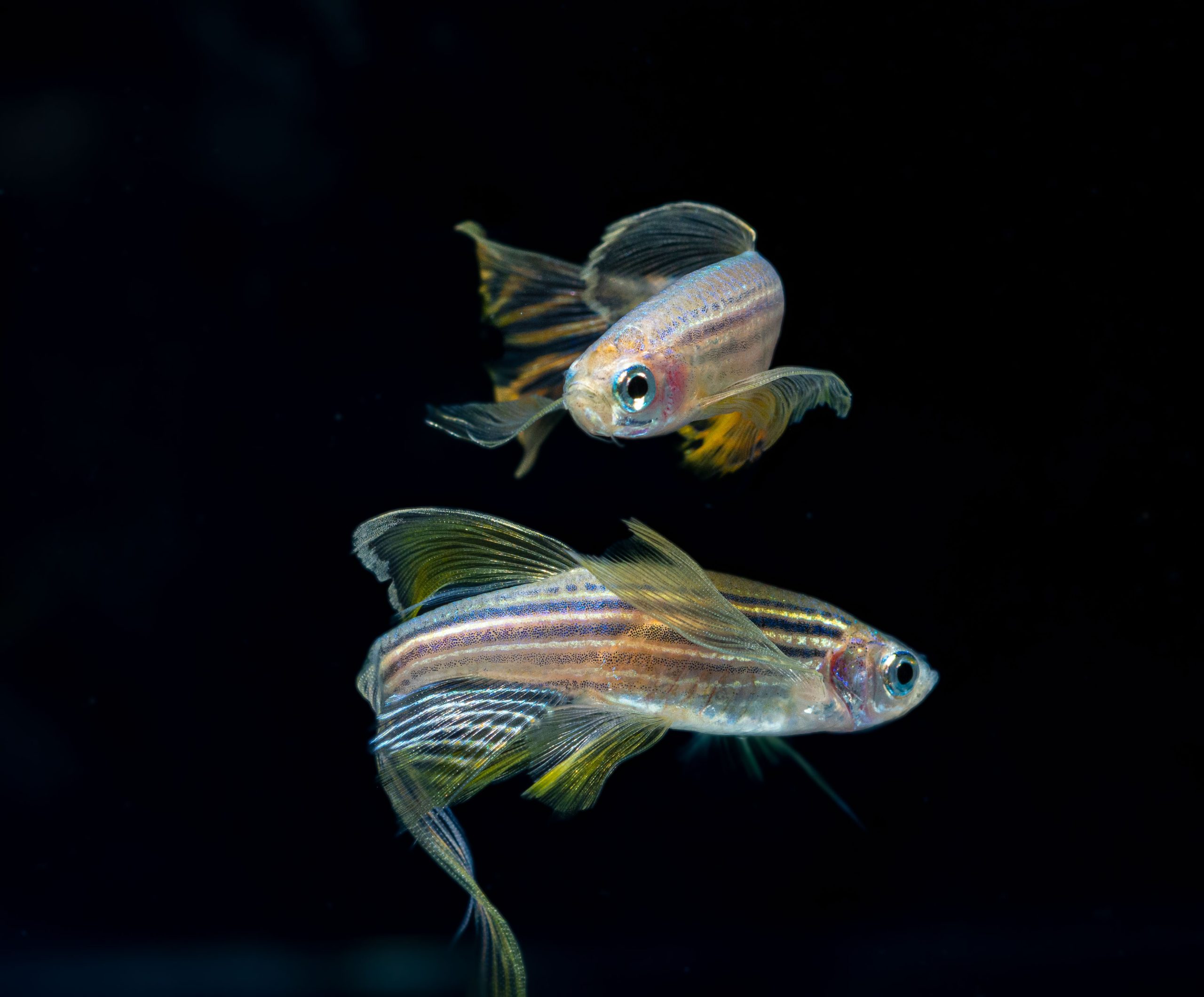 Useful links – Zebrafish Core Facility